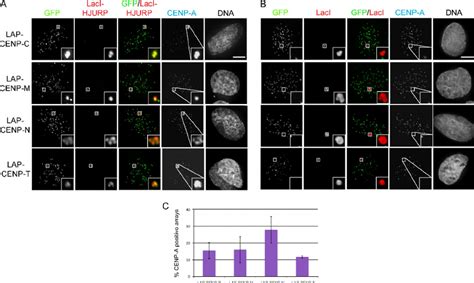 Hjurp Deposited Cenp A Recruits Constitutive Centromere Proteins A Download Scientific