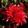 Dahlia Red Labyrinth Buy Plants At Coolplants