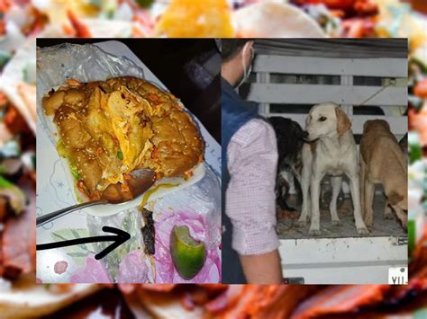 Total 68 Imagen Casas Para Perros En Xalapa Abzlocal Mx