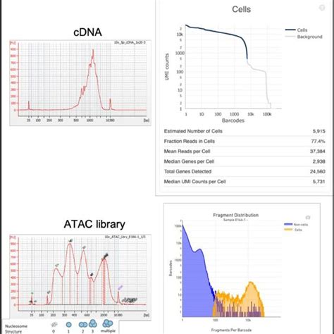 Tapestation Traces Of Atac Libraries Download Scientific Diagram
