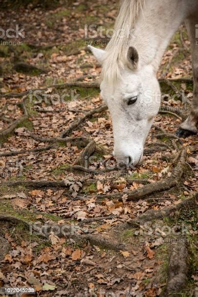 주위의 모든 색상으로 활기찬가 숲 풍경에 뉴 포레스트 조랑말의 아름 다운 초상화 가을에 대한 스톡 사진 및 기타 이미지 가을 갈기 갈색 Istock