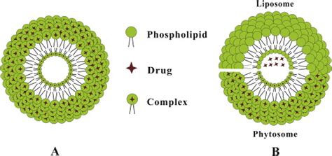 Schematic Representation Of The Structure Of Phytosome A And Major