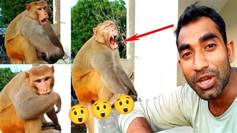 राजा बाबू अपने इतने बड़े बड़े दांतों से डरा देते😲😲 Monkeys Funny Viral