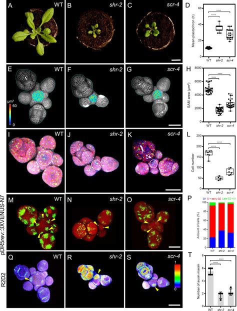SHR And SCR Functions Modulate Meristem Size And Auxin Signalling In