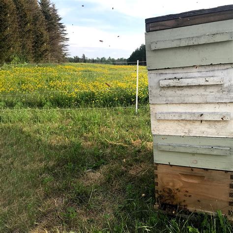 Why A Langstroth Hive Is The Perfect Choice For New Beekeepers Bee