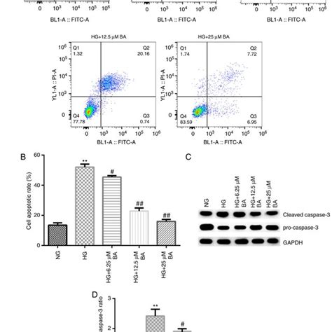 Ba Improves Hg Induced Podocyte Apoptosis Following Serum Starvation