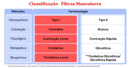 Fibras Musculares Tipos e Adaptações aos Exercícios Universo da