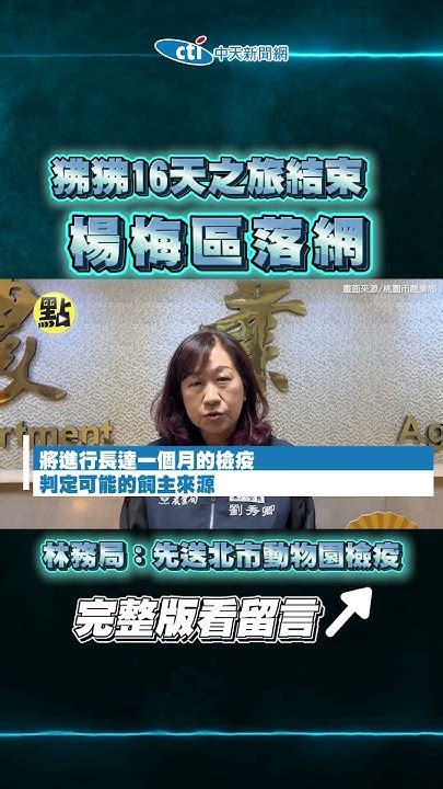 【點新聞】狒狒掛了！被麻醉槍捕捉前「先被獵槍射中」 傷重不治身亡 Youtube