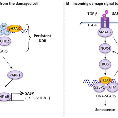 Examples Of Molecular Interactions Between The Ddr And Download