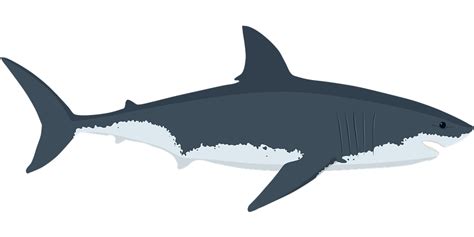 Clipart De Requin Gratuit