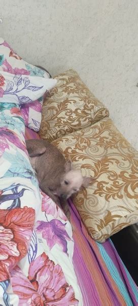 Отдам собаку породы китайская хохлатая Только в хорошие и надёжные руки Собака абсолютно без