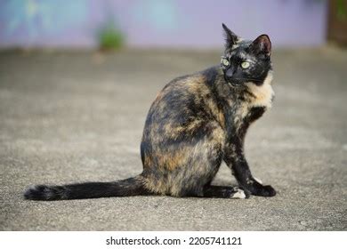 Cat Sitting Looking Back Floor Stock Photo 2205741121 Shutterstock