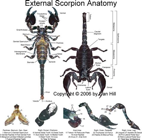The Scorpion Files Content