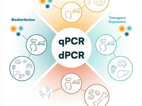 2024 Aaps Journal White Paper Qpcr And Dpcr Method Development And