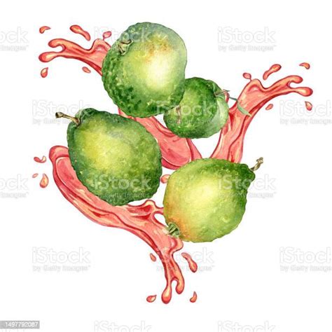 전체 구아바와 주스 핑크 스플래쉬 수채화 그림은 흰색 배경에 분리되어 있습니다 열대 과일 붉은 반점 드롭 구아자바 손으로 그렸다 포장 포장 라벨 메뉴 스티커 디자인 0명에