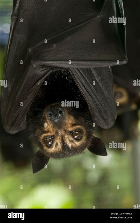 Spectacled Flying Fox Pteropus Conspicillatus Tolga Bat Hospital
