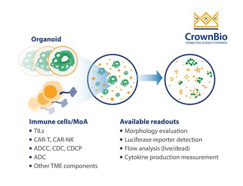How To Use Tumor Organoids For Immuno Oncology Applications