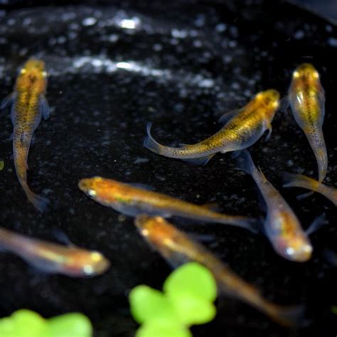 メダカ黄金三色錦めだか 稚魚10匹 Ougonnsannshoku10めだかの市場 通販 Yahooショッピング