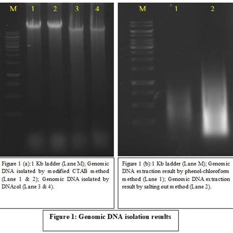 Pdf Modified Ctab Method For High Quality Genomic Dna Extraction From Ship Barnacle Balanus Sp