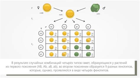 Дигибридное скрещивание Закон независимого наследования признаков
