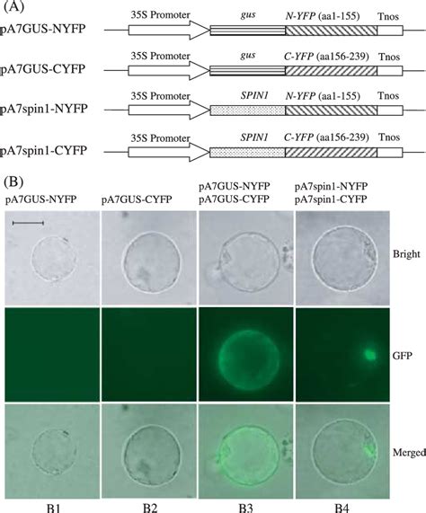 Figure 3 From A Highly Efficient Transient Protoplast System For