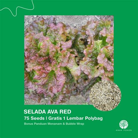 Jual Serba Seribu Benih Bibit Biji Paket Benih Sayuran Daun