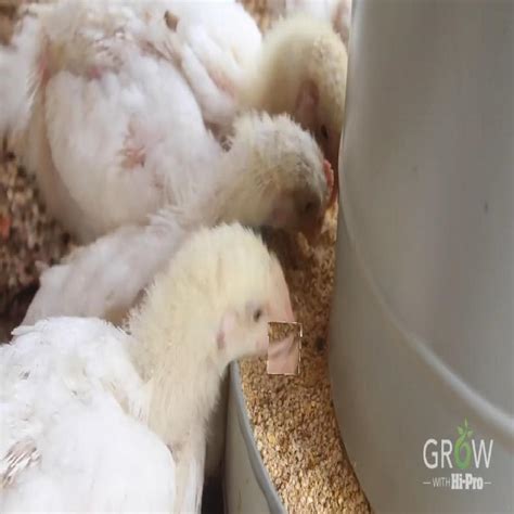 Yolov8 Object Detection Dataset V22 Bounding Box Flip Rotation Blur