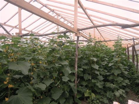 კიტრი კოკოტაურიდან [ფოტო ვიდეო] Batumelebi • მუნიციპალიტეტი სოფლის მეურნეობა ქედა