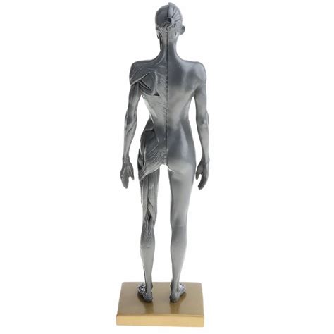 Maxbell Female Anatomy Figure Superficial Muscle Anatomy Model Lab