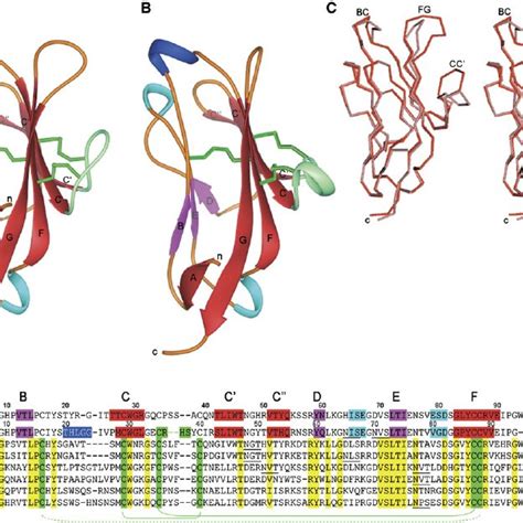 Crystal Structures Of The N Terminal Cys Rich Domain Of Tim Receptors
