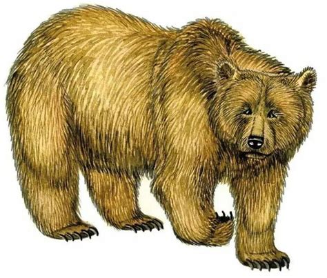 Медведь картинка для детей