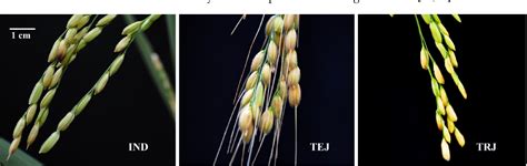 Figure 1 From Differentiation Of Morphological Traits And Genome Wide Expression Patterns