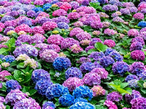 How To Grow And Care For Hydrangeas Gardening Know How