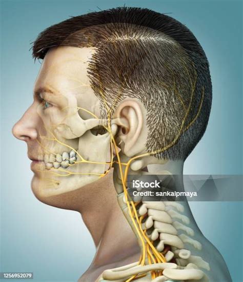 3d 남성 머리 신경계 및 골격 시스템의 의학적으로 정확한 그림을 렌더링 0명에 대한 스톡 사진 및 기타 이미지 0명 3차원 형태 과학 Istock