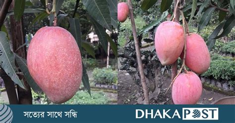 ভারতের মসজিদে ৪ লাখ টাকার আম নিয়ে তোলপাড়