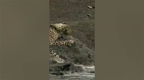 Panther Vs Crocodile Real Fight Youtube