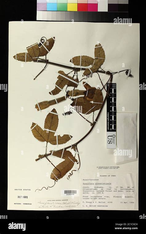Passiflora X Rosea H Karst Killip Passiflora X Rosea H Karst Killip