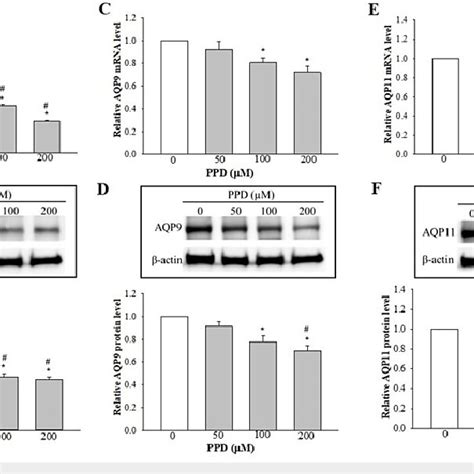 Effect Of Sodium Arsenate On The Cell Viability And Expression Levels