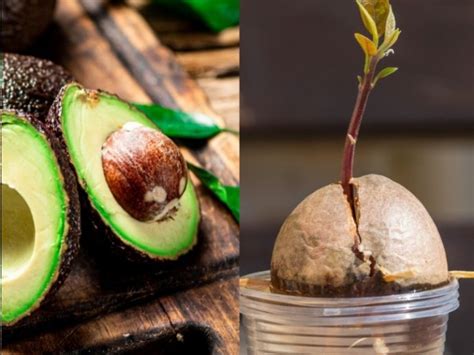 Cómo germinar un hueso de aguacate CocinaDelirante