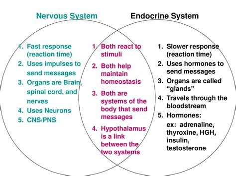 Endocrine System Diagram Exatin Info