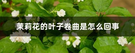 茉莉花的叶子卷曲是怎么回事 花百科