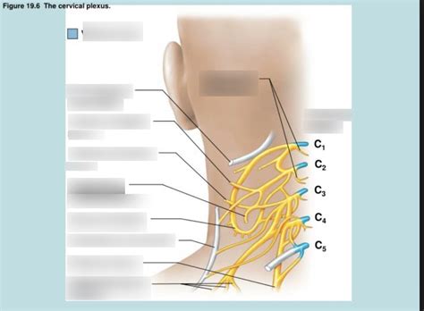 The Cervical Plexus Diagram Quizlet