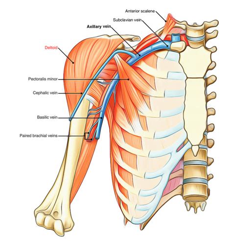 Where Does The Deltoid Insert