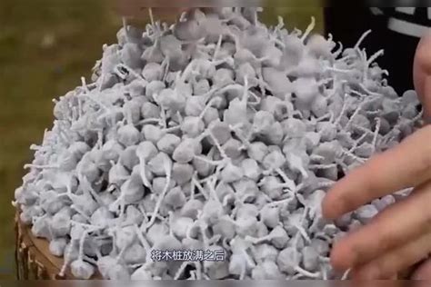 10000个摔炮爆炸的场面有多震撼？老外拿来电锯测试