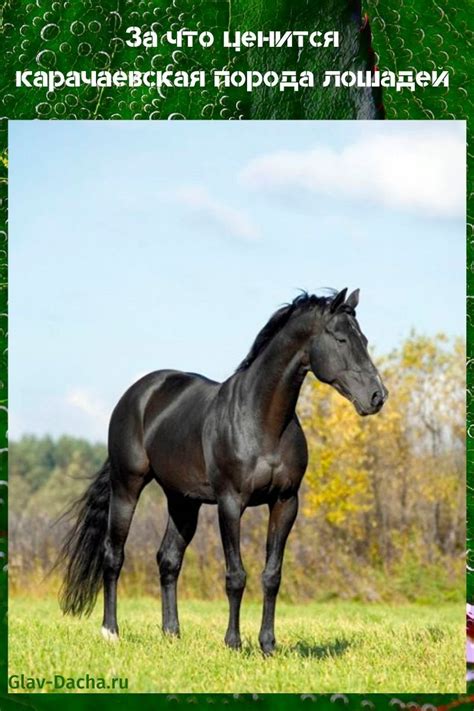 карачаевская порода лошадей | Beaux chevaux, Races de chevaux, Jolis ...