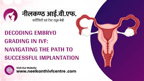 Decoding Embryo Grading In Ivf Navigating The Path To Successful