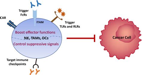 Innate Immune Cells In The Esophageal Tumor Microenvironment Pmc