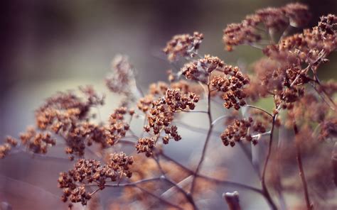 Nature Spring Season Plants Depth Of Field Wallpapers Hd