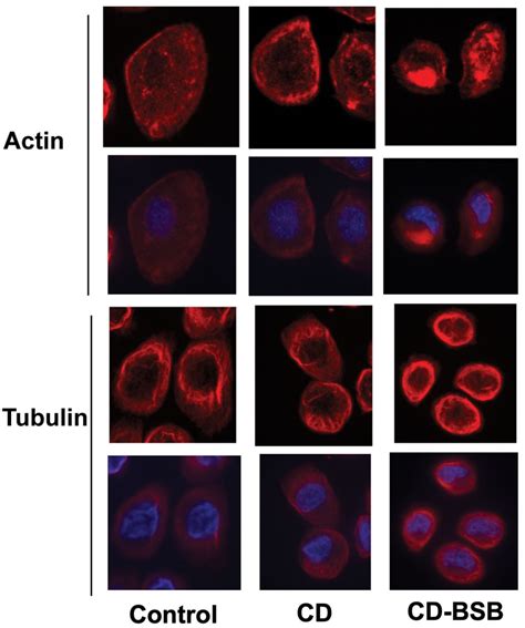 Cyclodextrin Conjugated α Bisabolol Suppresses Fak Phosphorylation And