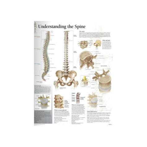 Buy Understanding The Spine Chart Laminated Wall Chart Online At